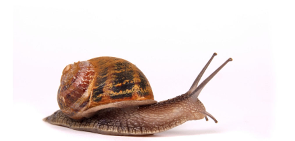 Wenn du es eilig hast gehe langsam